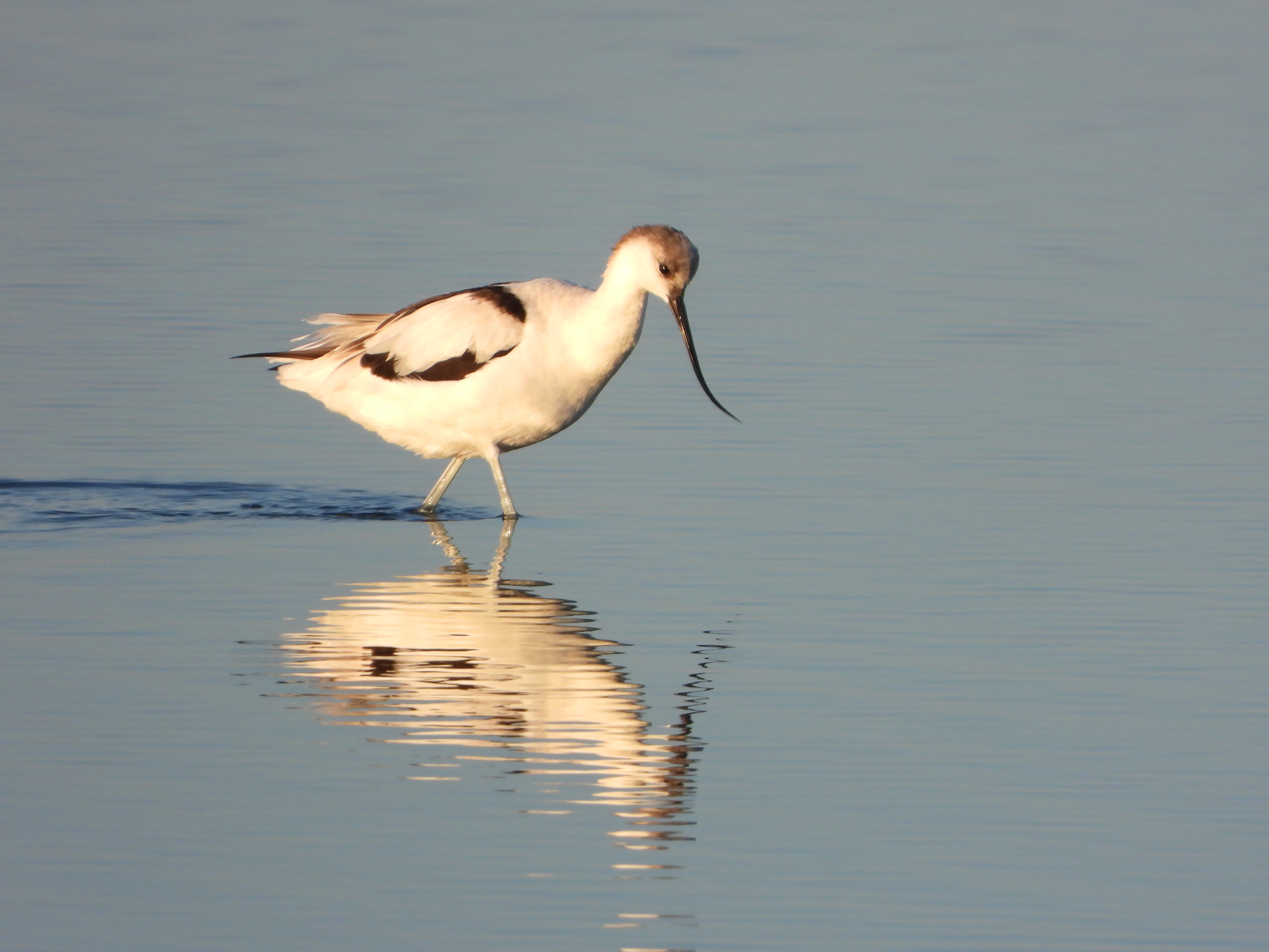 The Wilderness of Vjosa-Narta | Heinrich Böll Stiftung Tirana | Albania