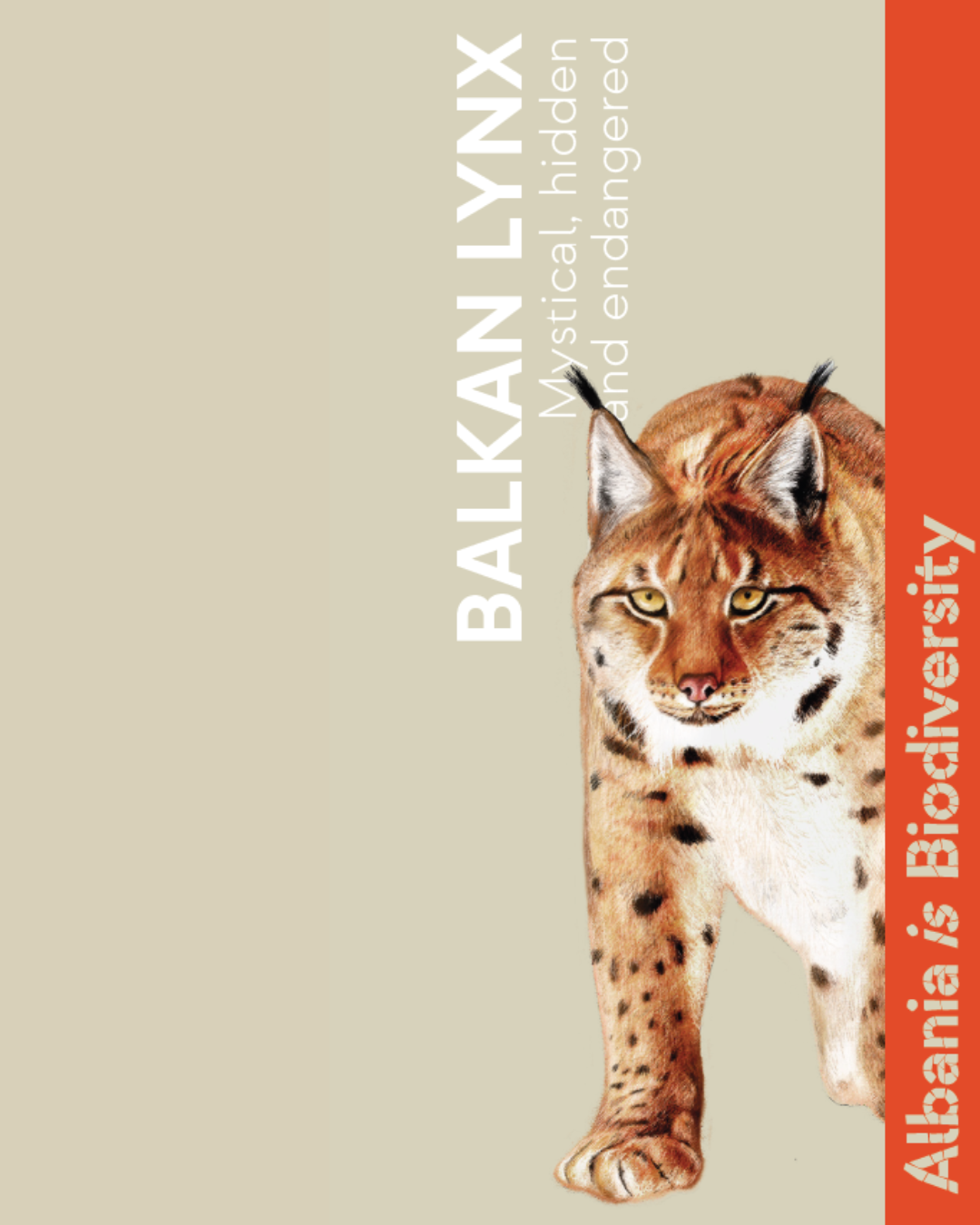 Balkan lynx | Heinrich Böll Stiftung Tirana | Albania
