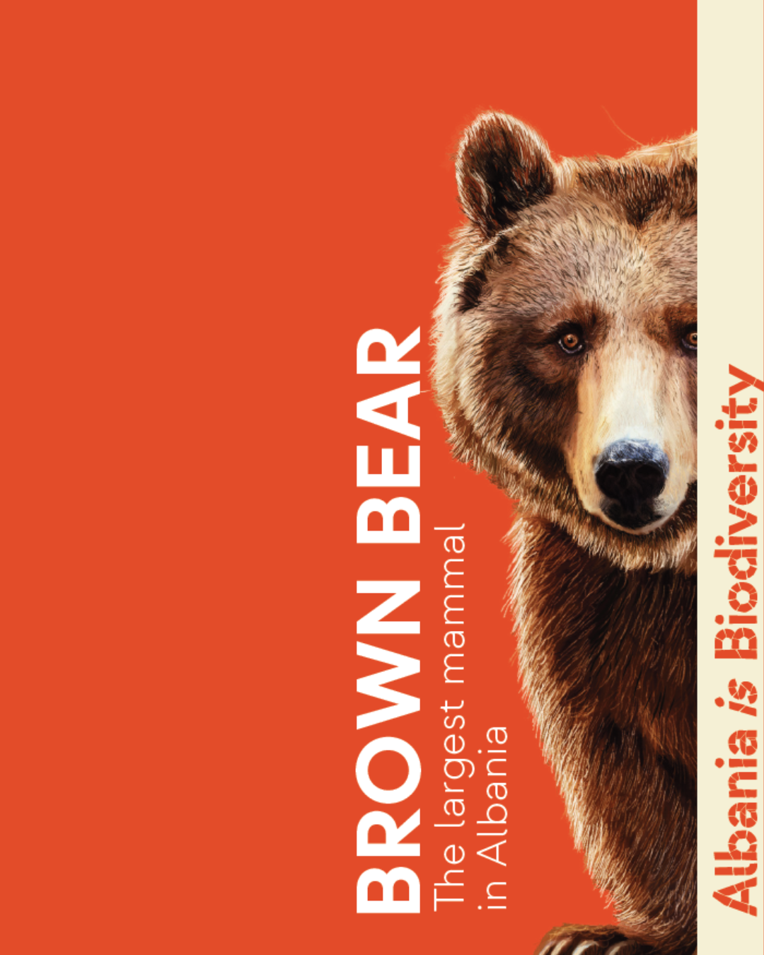 Brown bear | Heinrich Böll Stiftung Tirana | Albania